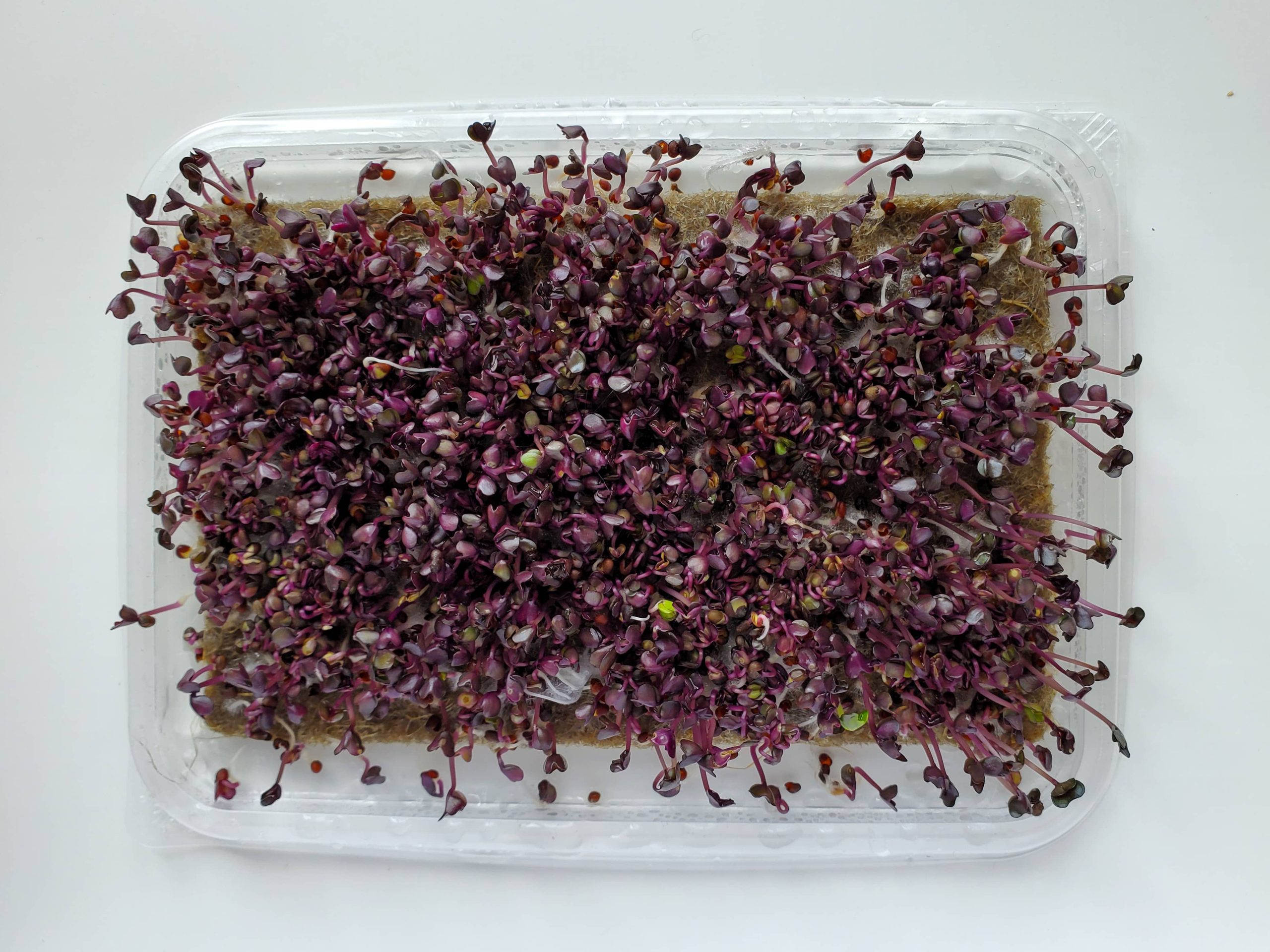 4 Microgreens to grow at home - Geneco